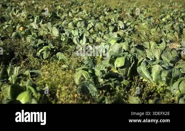 Rows of cabbage heads in rural farmland with golden hour light. Broad ...