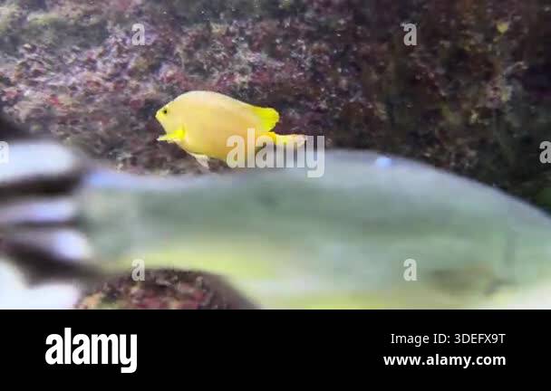 Pomacentrus moluccensis, the lemon damselfish, is a species of bony ...