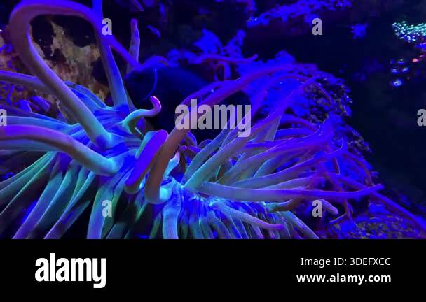 Maroon clownfish, Premnas biaculeatus, is a fish that has earned its ...