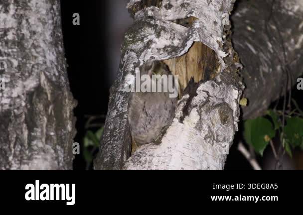 Eurasian scops owl, Otus scops. The chick sits at the entrance to the ...