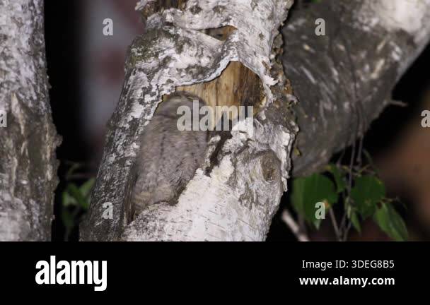 Eurasian scops owl, Otus scops. The parent brought the chick a locust ...