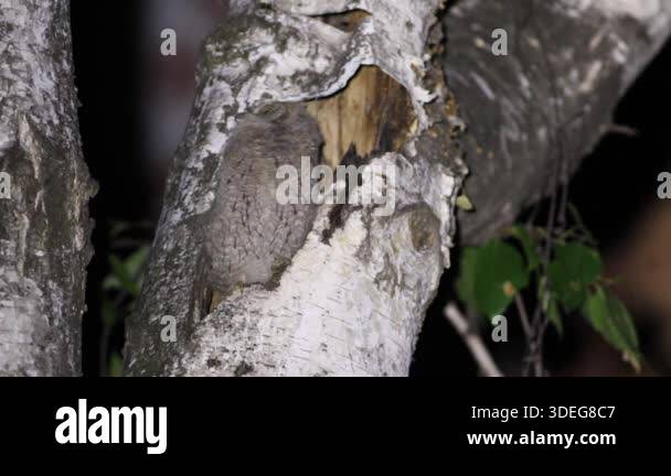 Eurasian scops owl, Otus scops. The parent brought the chick a ...