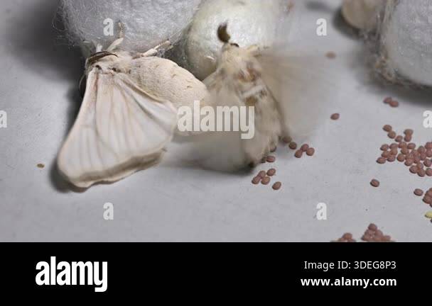 Close-up footage of silkworm moths mating on a silk cocoon. Insect ...