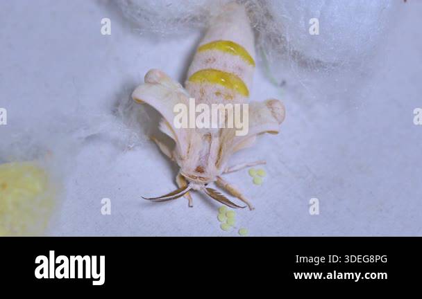 Silkworm Moth Emerging From Cocoon, Insect Metamorphosis Close Up Stock Video Footage - Alamy