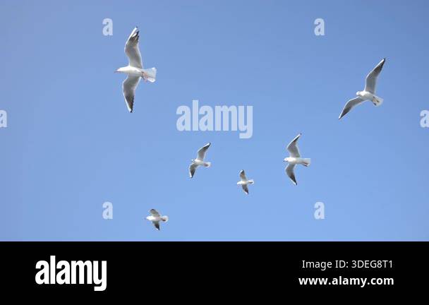 Human Hand Feeding Flying Seagulls Stock Video Footage - Alamy
