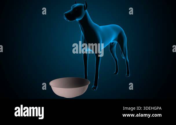 Dog salivation anatomy. 3d render Stock Video Footage - Alamy