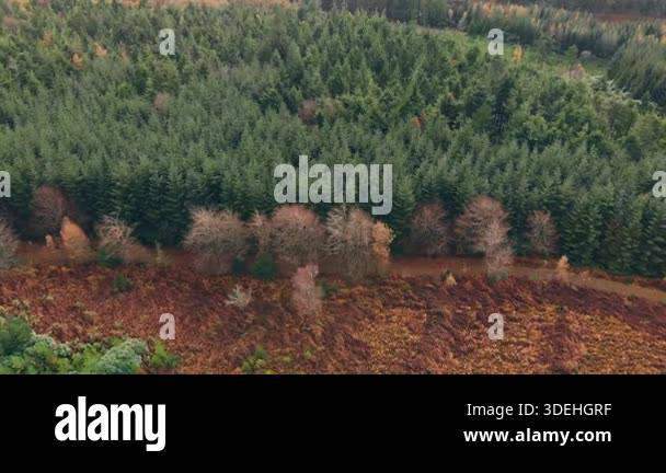 aerial conifer canopy sweep with dense plantation rows, forestry ...