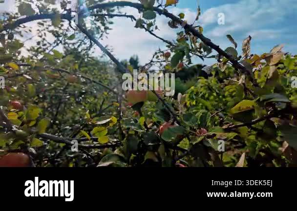 Red apples growing on branches amid dense greenery of apple orchard ...