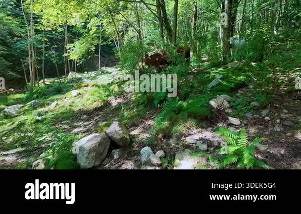 Cows grazing and walking among trees in alpine forest on slope. Free ...