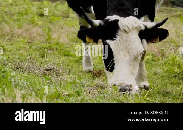 Closeup of dairy cow grazing on grass in countryside. Livestock farming ...