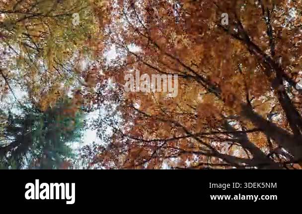 Autumn trees with golden-orange foliage from below against bright sky ...