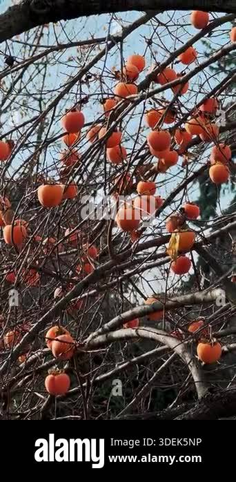 Vertical composition with numerous bright orange persimmon fruits on ...