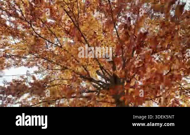 Autumn tree branches with orange foliage reaching toward sky in ...