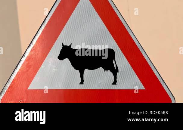 Closeup of road warning sign featuring cow image in red triangle Stock ...