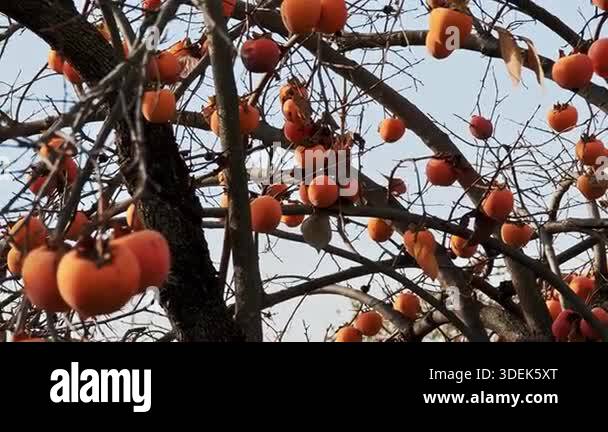 Closeup of bright orange persimmon fruits on dark tree branches against ...