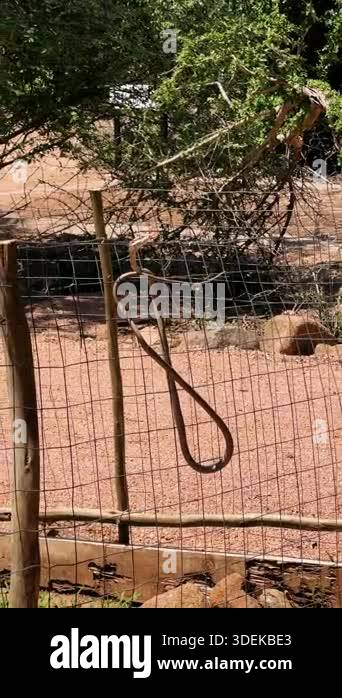 venomous South African snake hangs on a fence Stock Video Footage - Alamy