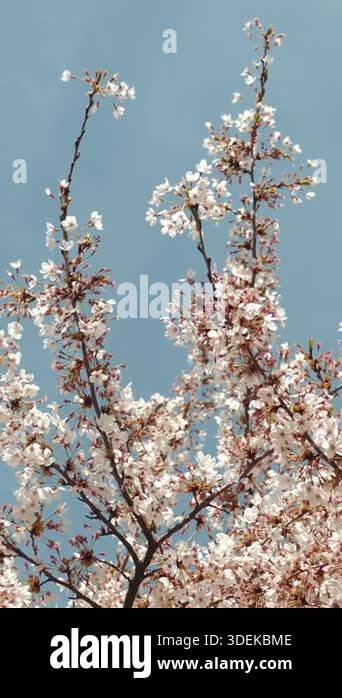 Pink cherry blossom tree against spring blue sky. Blooming flowers ...