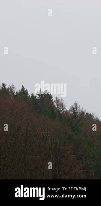 Huge strong wind waving trees top branches. Autumn rainy foggy weather ...