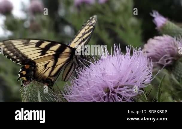Close up shot of a Tiger swallowtail butterfly probing for nectar from ...
