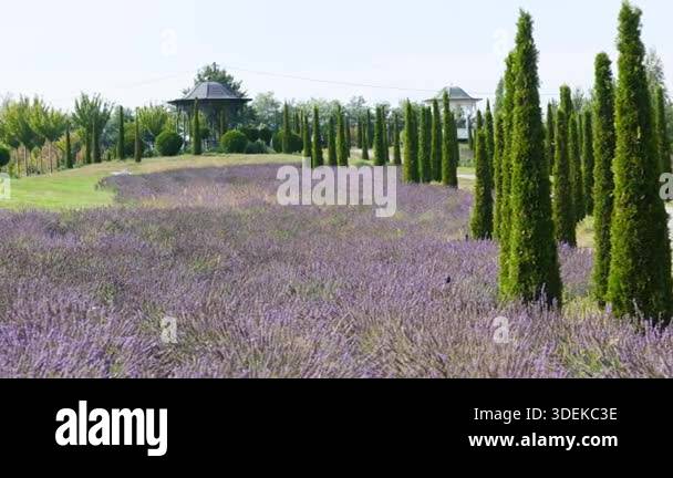Lavender field with cypress trees and garden pavilions on a sunny day ...