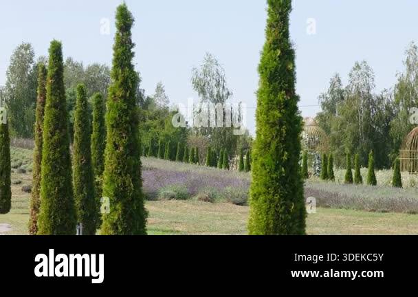 Tall green cypress trees in a row, with lavender field and deciduous ...