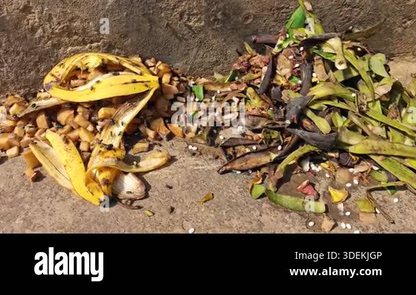 Discarded food scraps and rotting waste littering an asphalt road ...