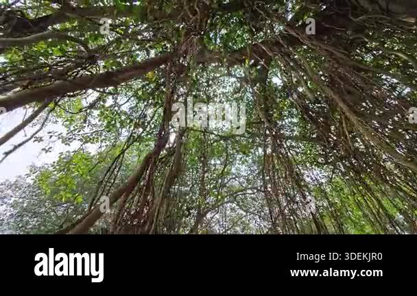 A wide shot of a large, old banyan tree with its characteristic prop ...