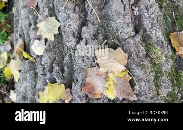 Yellow Autumn Leaves on Textured Tree Bark.Close-up of golden fall ...