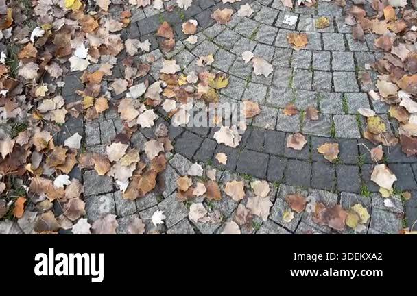 Autumn Leaves on Cobblestone Path.Dry brown and yellow autumn leaves ...