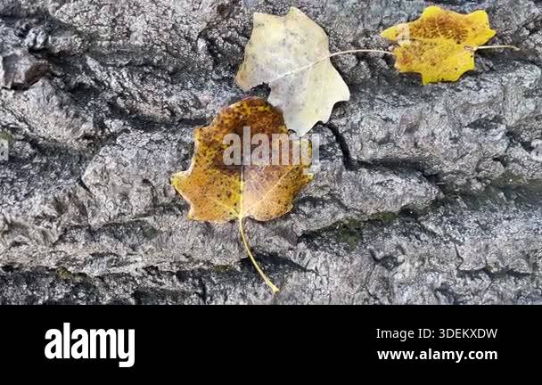 Yellow Autumn Leaves on Textured Tree Bark.Close-up of golden fall ...