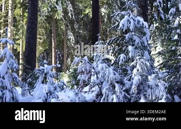 A peaceful winter forest scene with snow laden evergreen trees and ...
