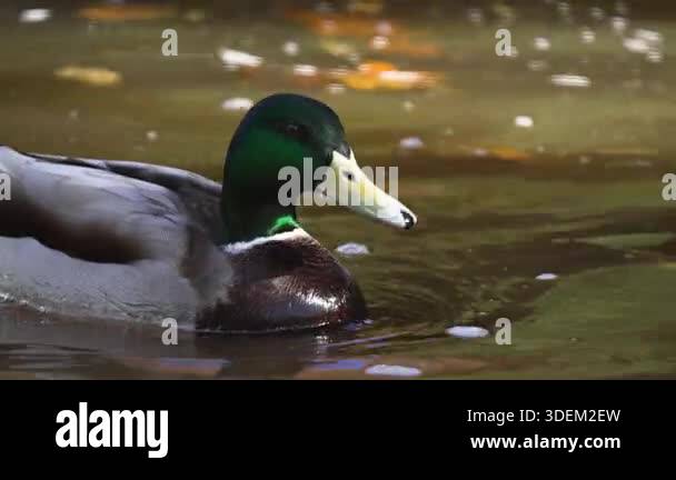 Close-up drake swimming calmly in reflective pond. Mallard gliding ...