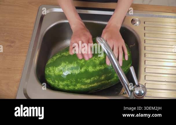 Washing watermelon in sink. Cleaning large watermelon under water ...