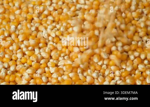Ripe Dry Uncooked Corn Kernels For Popcorn Pouring Slow Motion Stock ...
