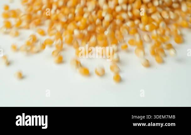 Scattering Raw Uncooked Corn Kernels For Popcorn, Macro Slow Motion ...