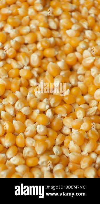 Dry uncooked yellow corn seeds kernels for popcorn slow rotation Stock ...