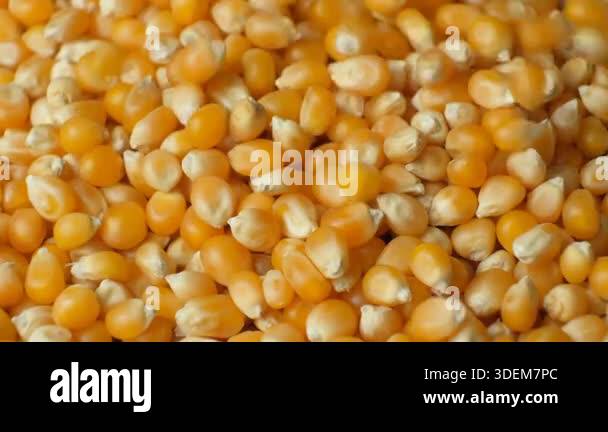 Ripe Dry Uncooked Corn Kernels For Popcorn Pouring Slow Motion Stock ...