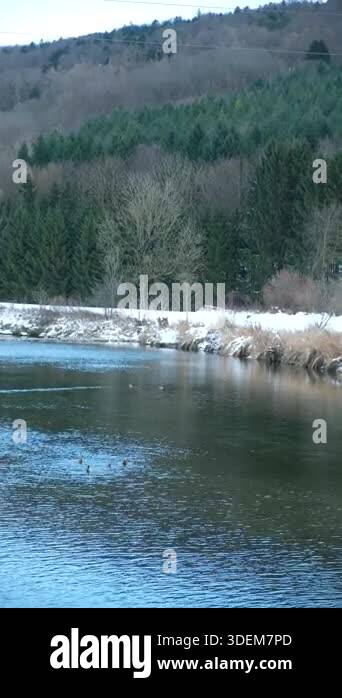 Snowy river bank with pine trees and wild ducks Stock Video Footage - Alamy