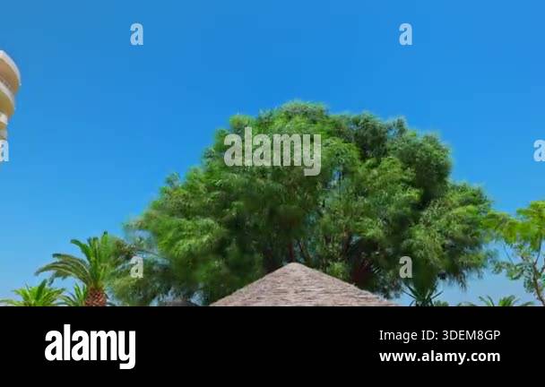 Beautiful view of olive tree and palm trees above straw beach umbrella ...