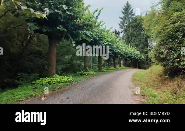 Winding dirt road surrounded by lush green vegetation. Rural path ...