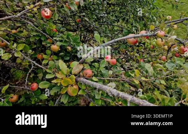 Apple orchard with numerous red fruits on trees during harvest period ...