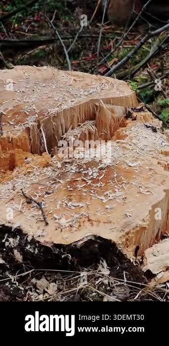 Fresh tree stump with light wood and visible growth rings. Tree trunk ...