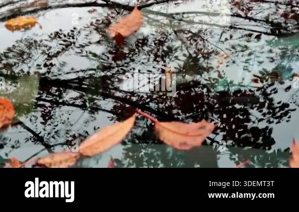 Macro photography of raindrops on car glass with autumn reflection ...