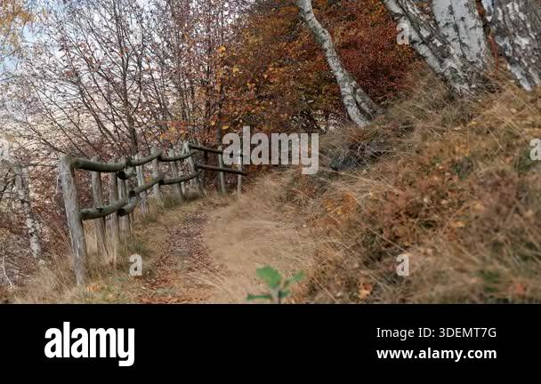 Dirt mountain trail with wooden fence passing autumn trees in alpine ...