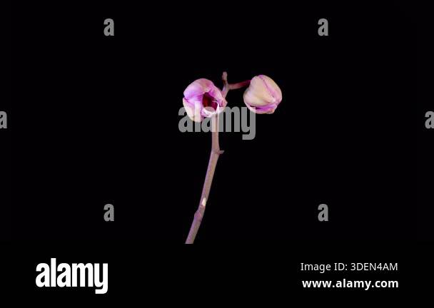 Orchid Blossoms. Opening Beautiful Pink Orchid Phalaenopsis Flower on ...