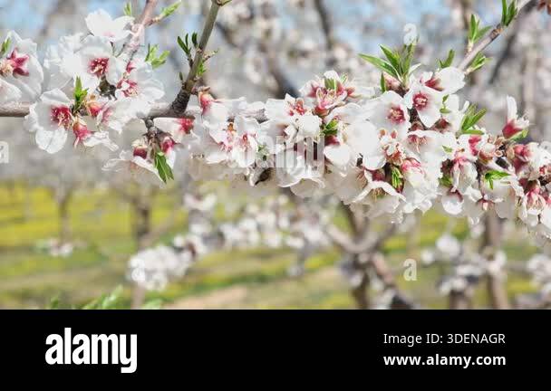 Detail of the almond flowers on a blooming almond tree in spring Stock ...
