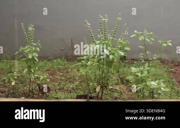 Fresh Green Lemon Basil Plant with White Flowers Swaying Gently in the ...