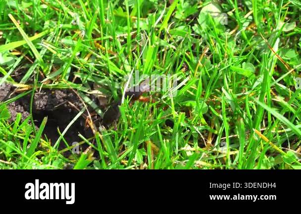 Mole cricket damage Stock Videos & Footage - HD and 4K Video Clips - Alamy