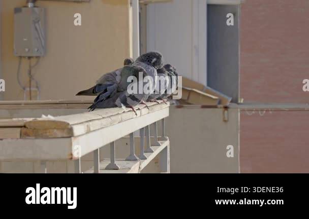 Pigeons perched on railing Stock Videos & Footage - HD and 4K Video ...