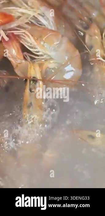 King prawns at the end of cooking in boiling water in stainless steel ...